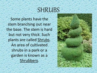 Getting to know plants | PPTX