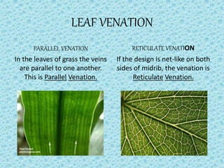 Getting to know plants | PPTX