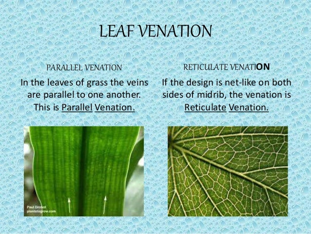 getting-to-know-plants