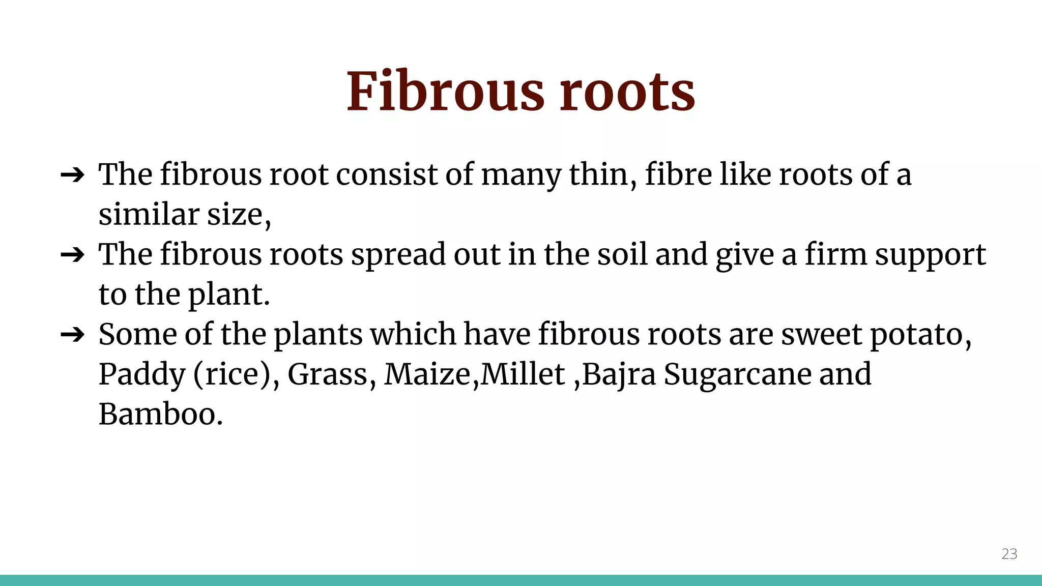 Getting to know plants | PPTX