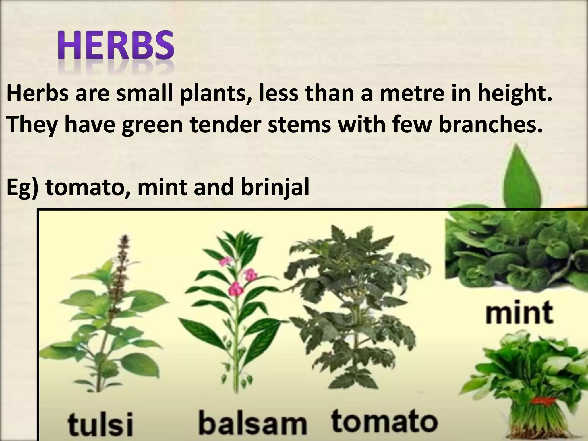 Getting to know plants | PPTX