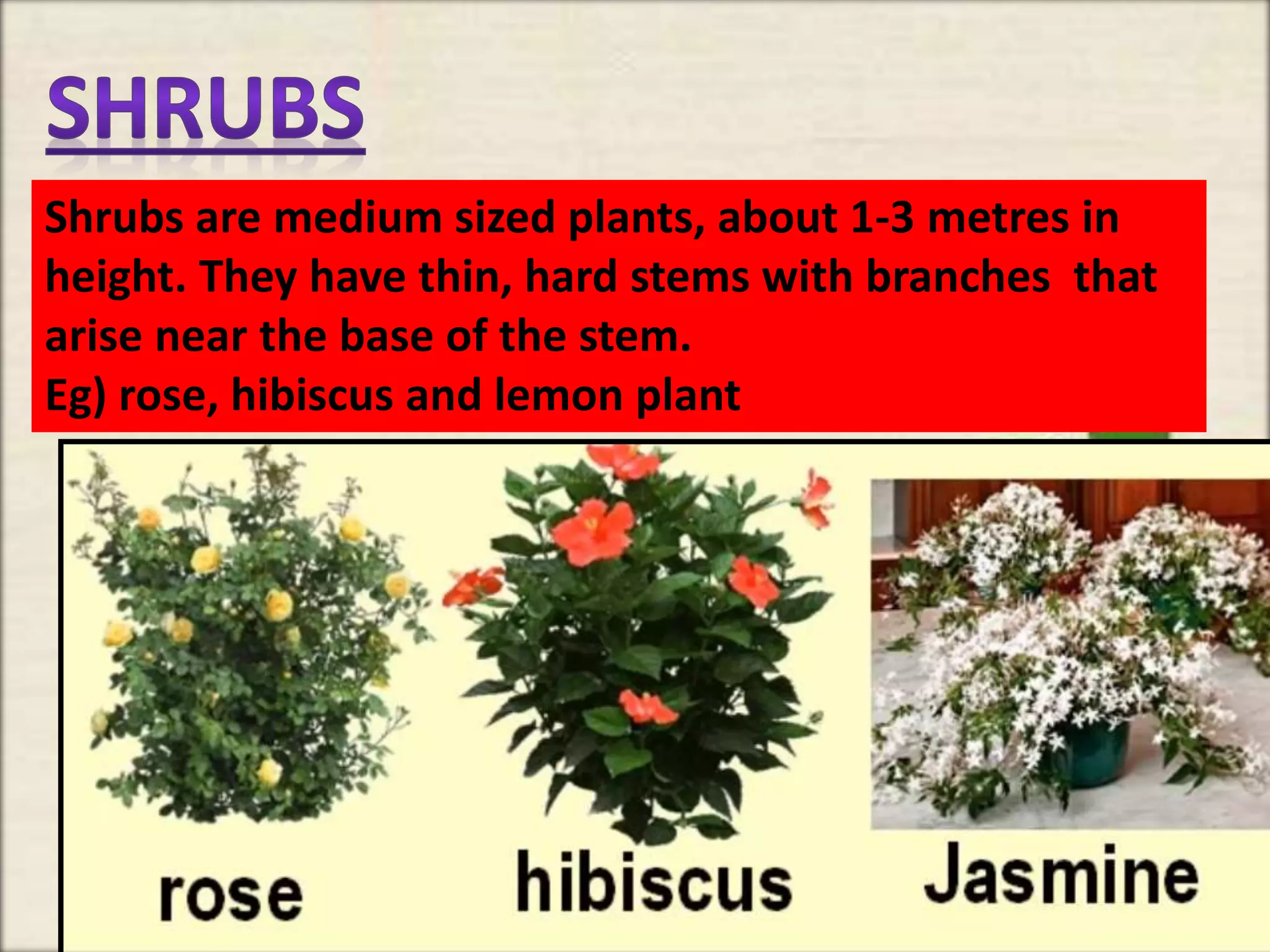 Getting to know plants | PPTX