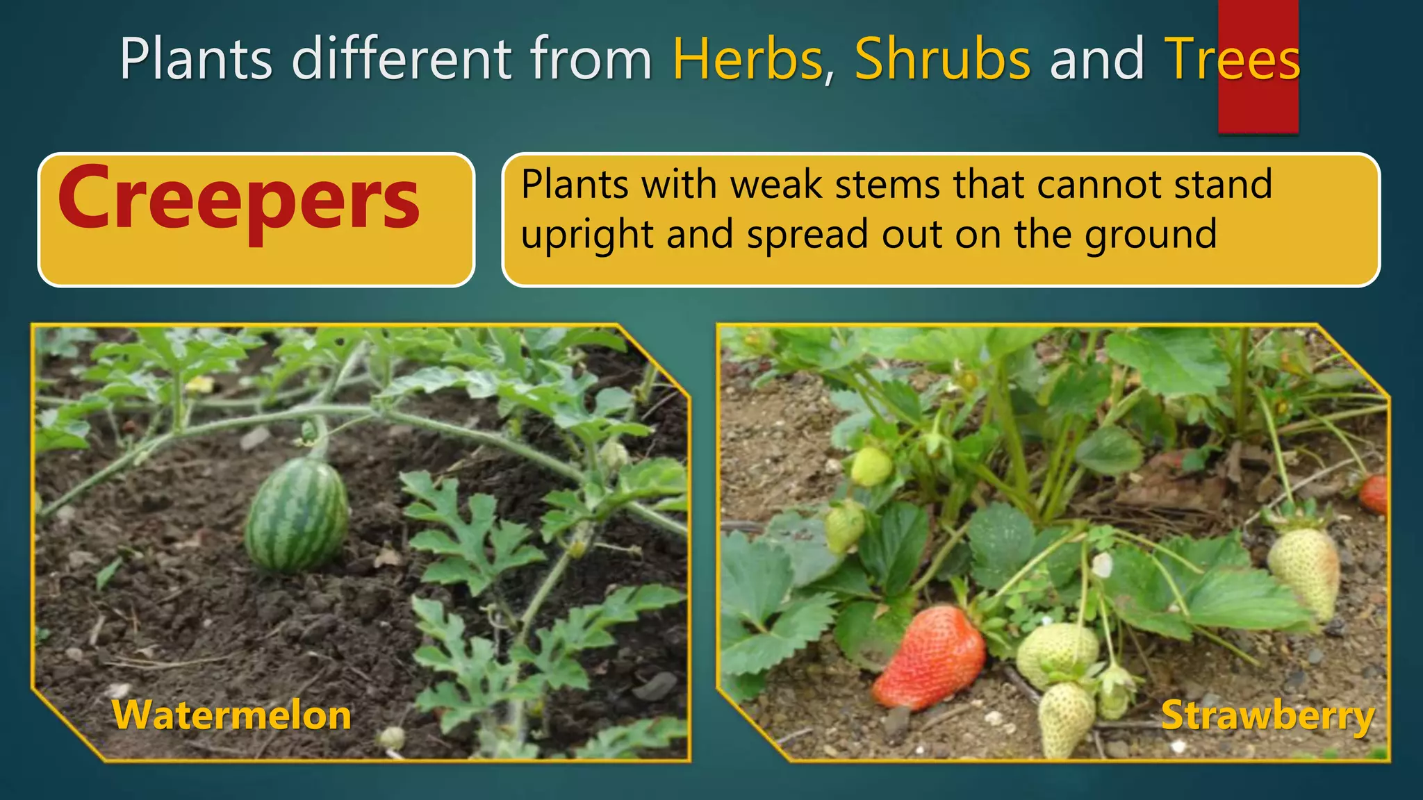 Getting to know plants | PPTX