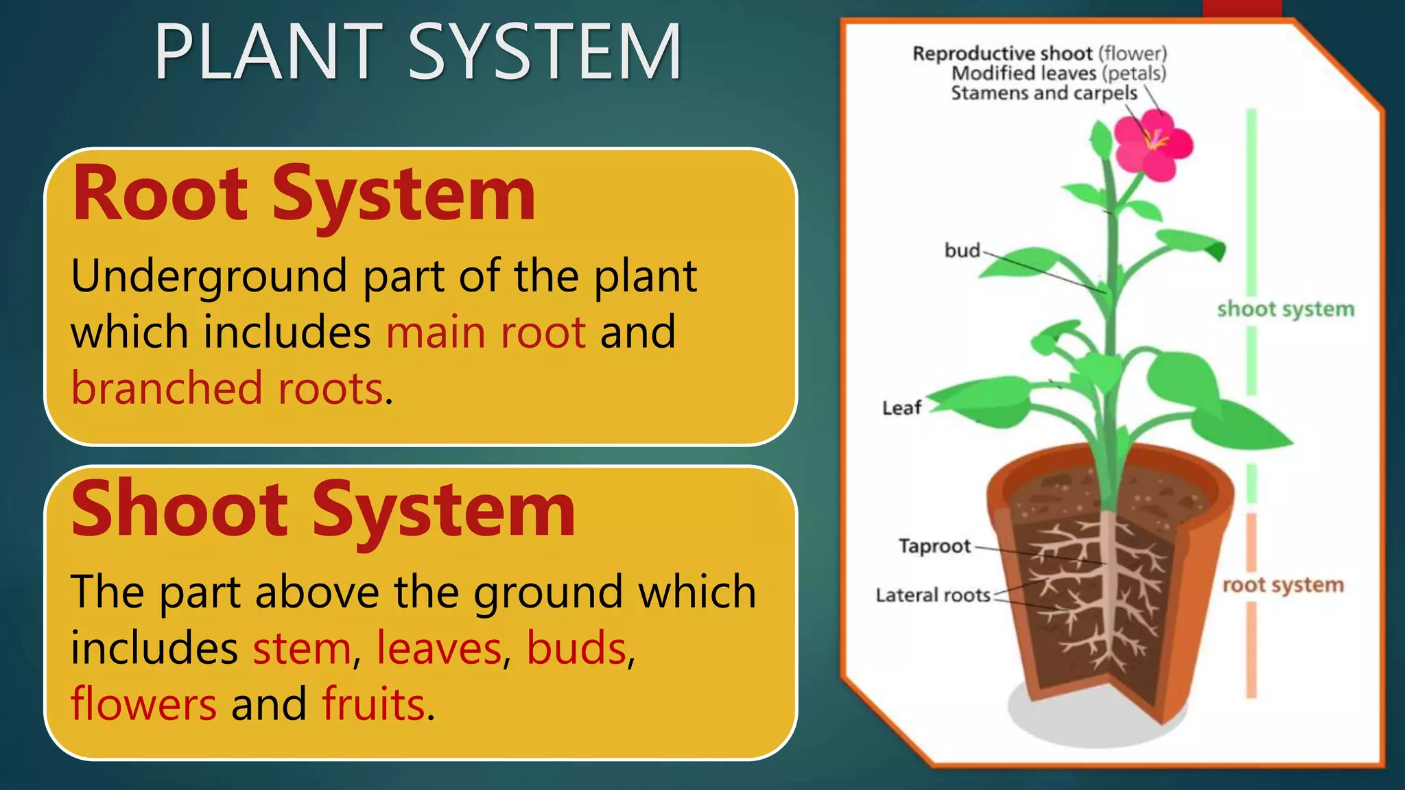 Getting to know plants | PPTX