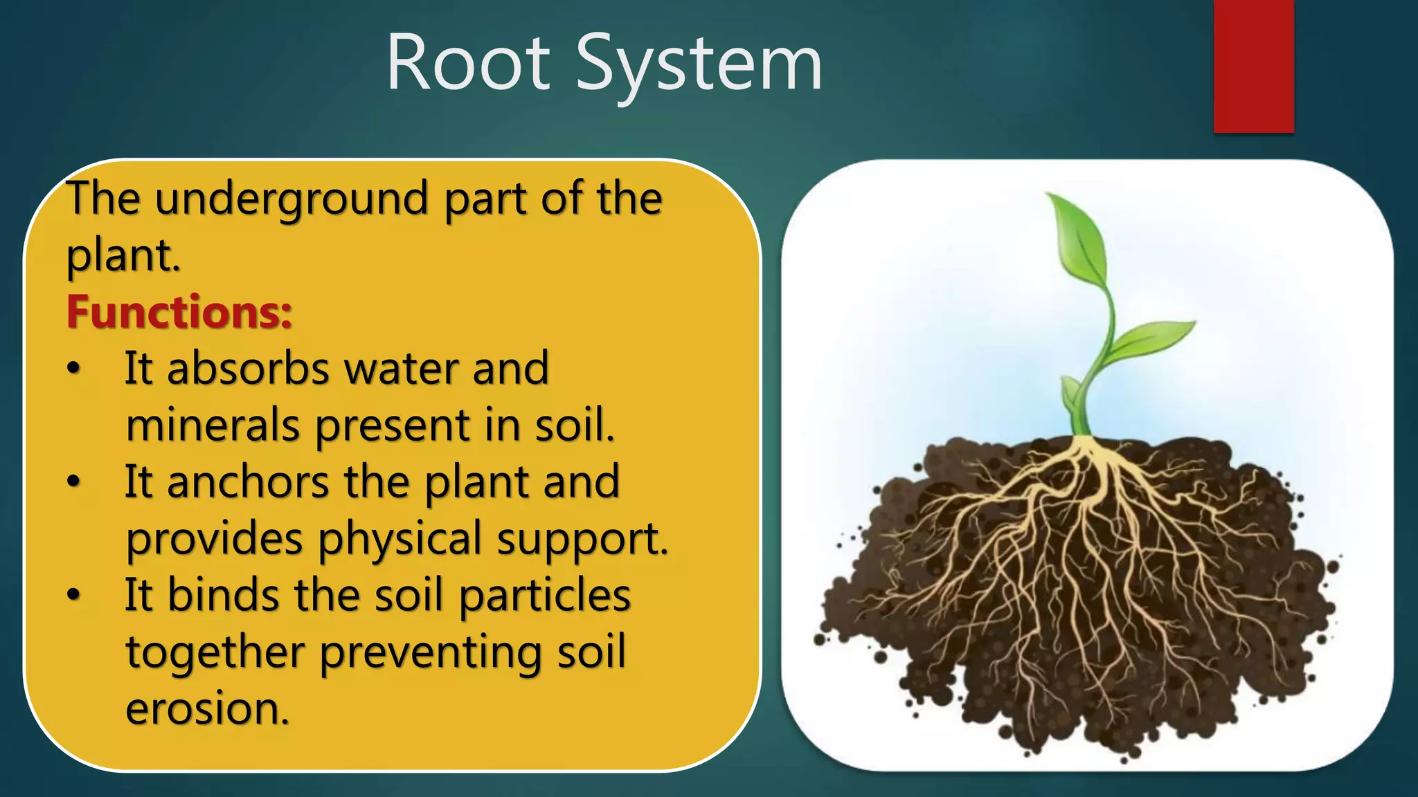 Getting to know plants | PPTX