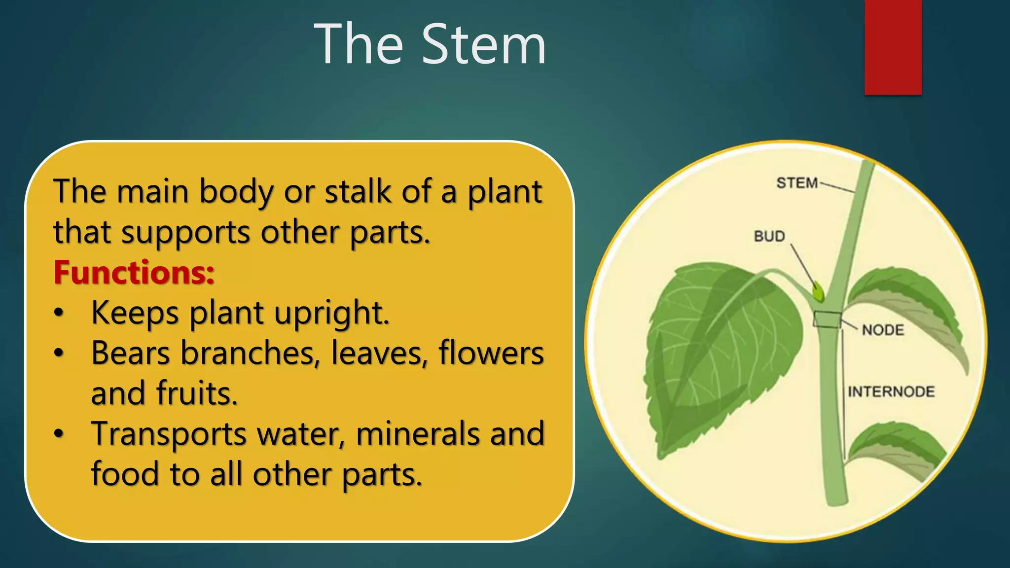 Getting to know plants | PPTX
