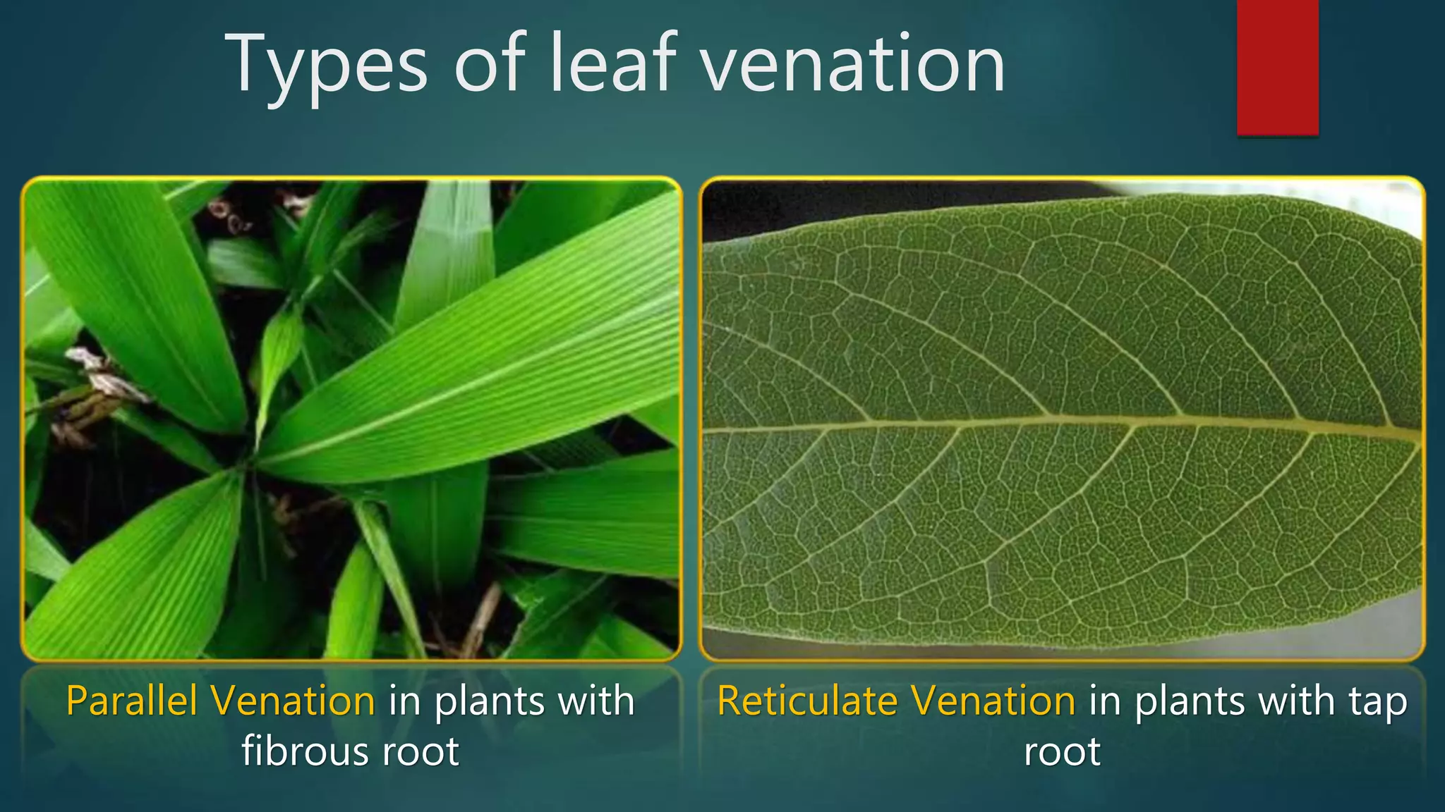 Getting to know plants | PPTX