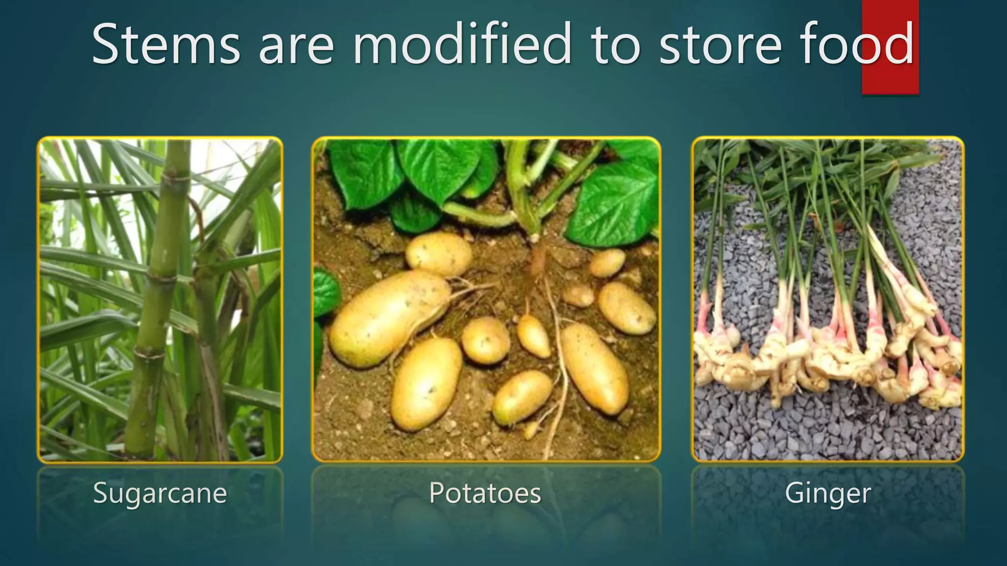 Getting to know plants | PPTX