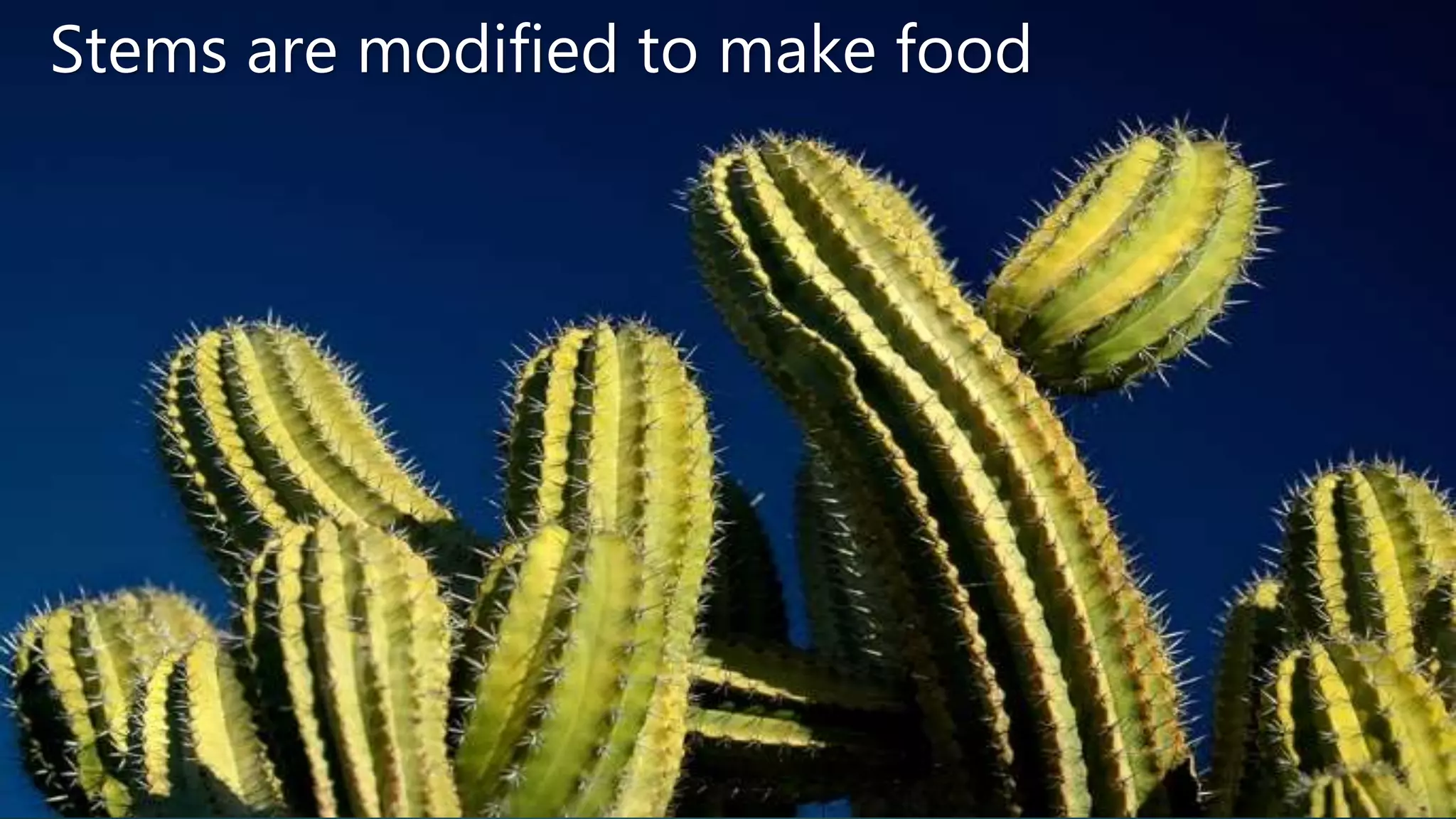 Getting to know plants | PPTX