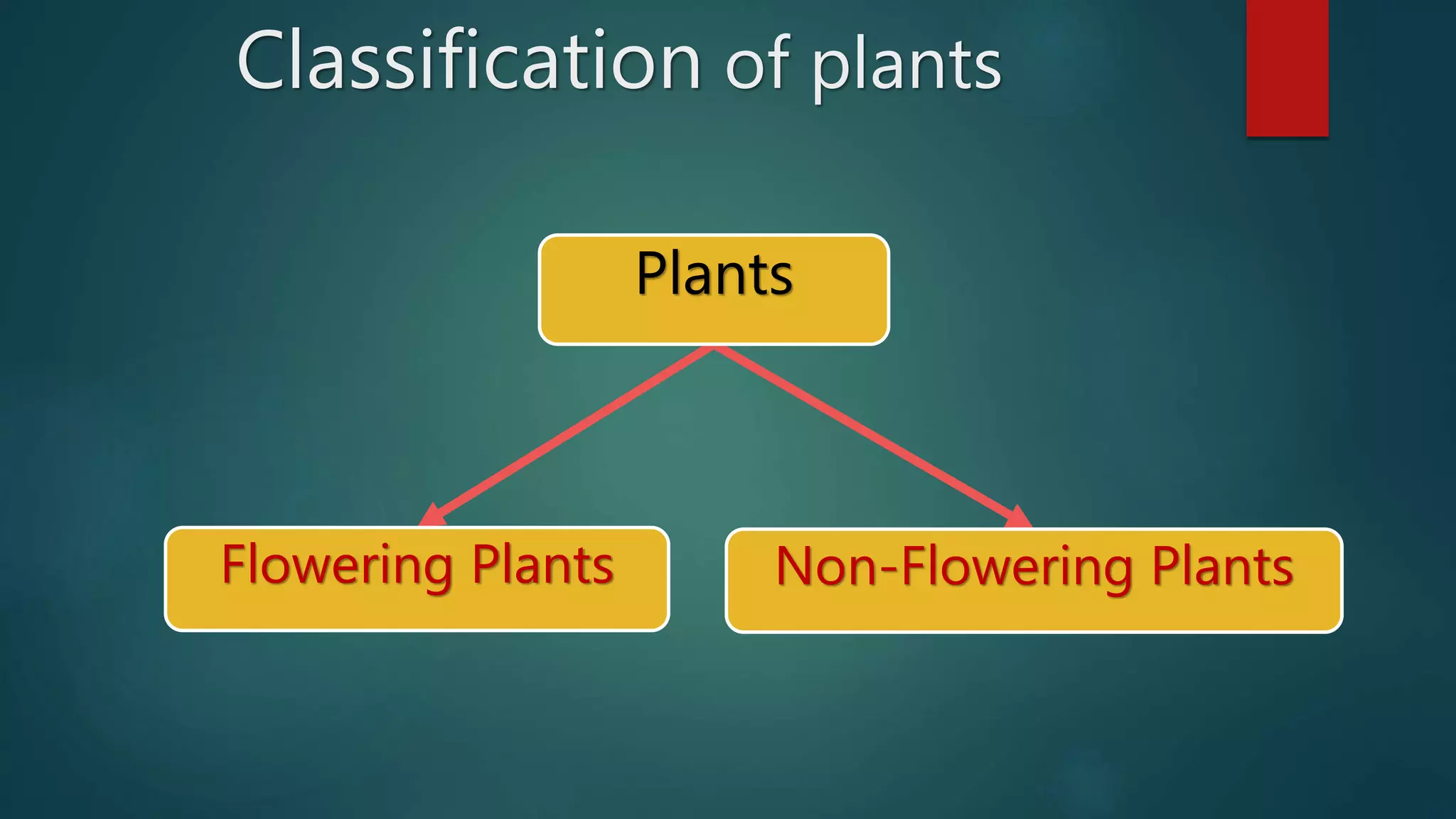 Getting to know plants | PPTX