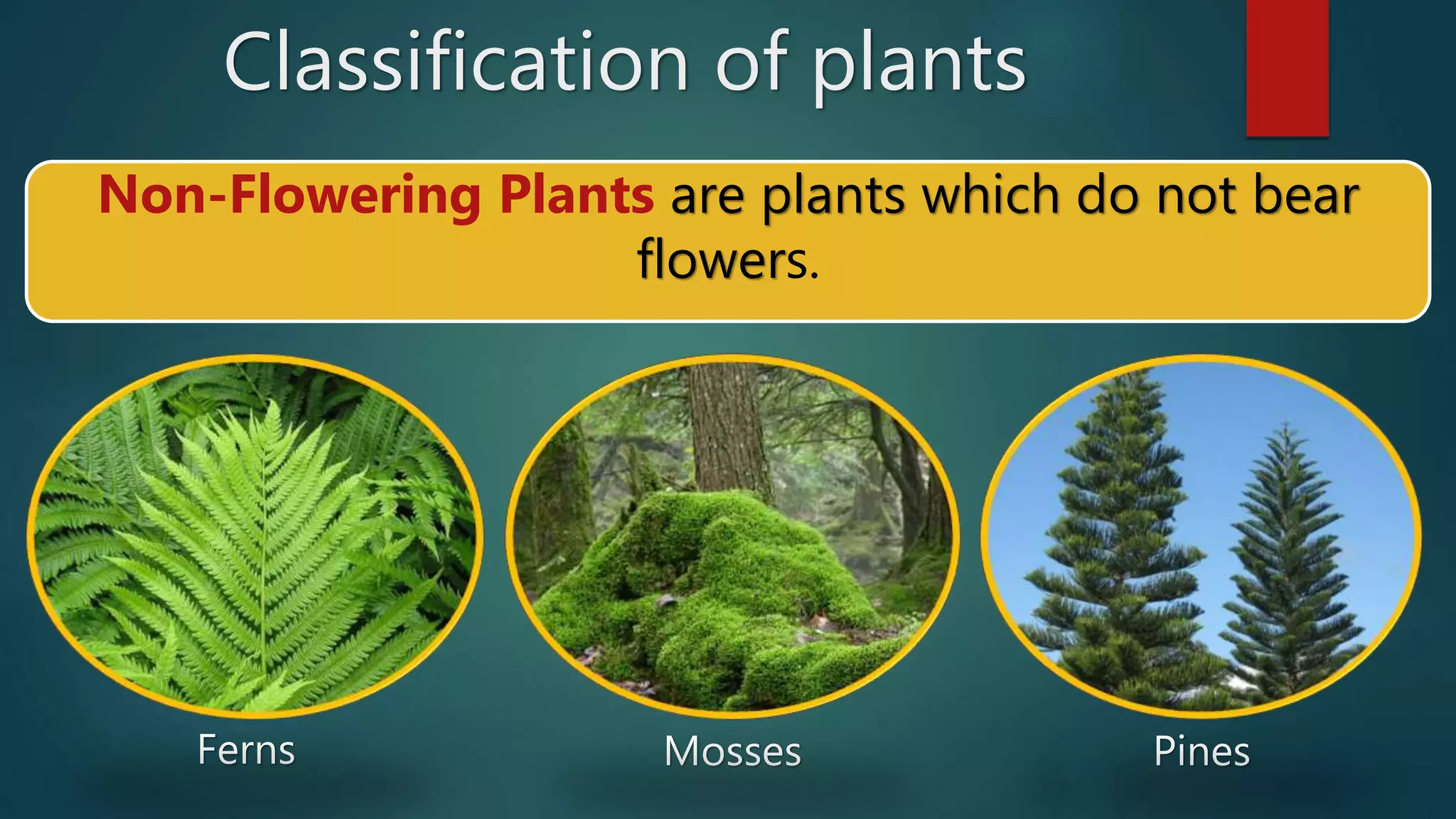 Getting to know plants | PPTX