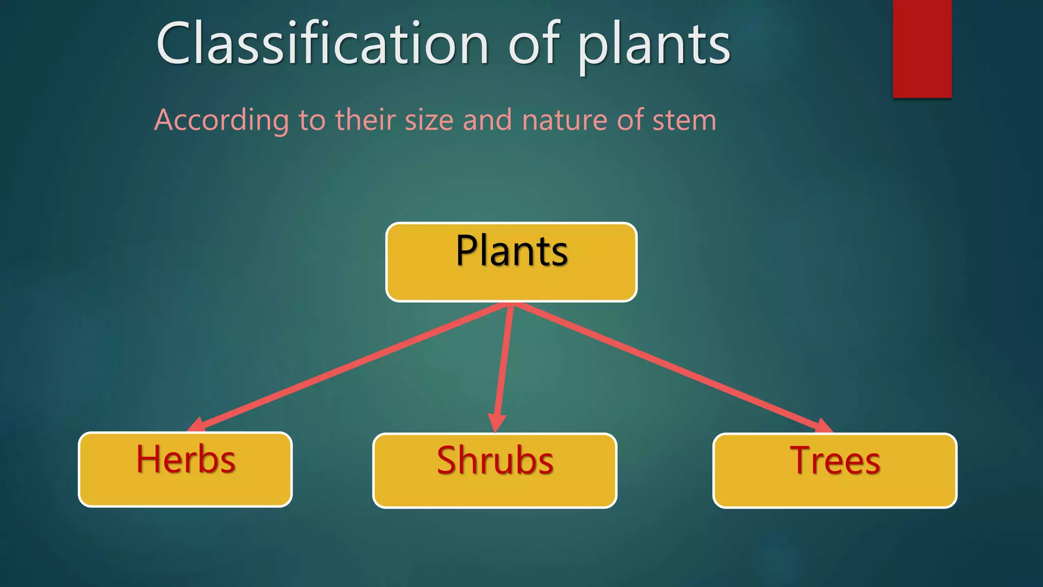 Getting to know plants | PPTX