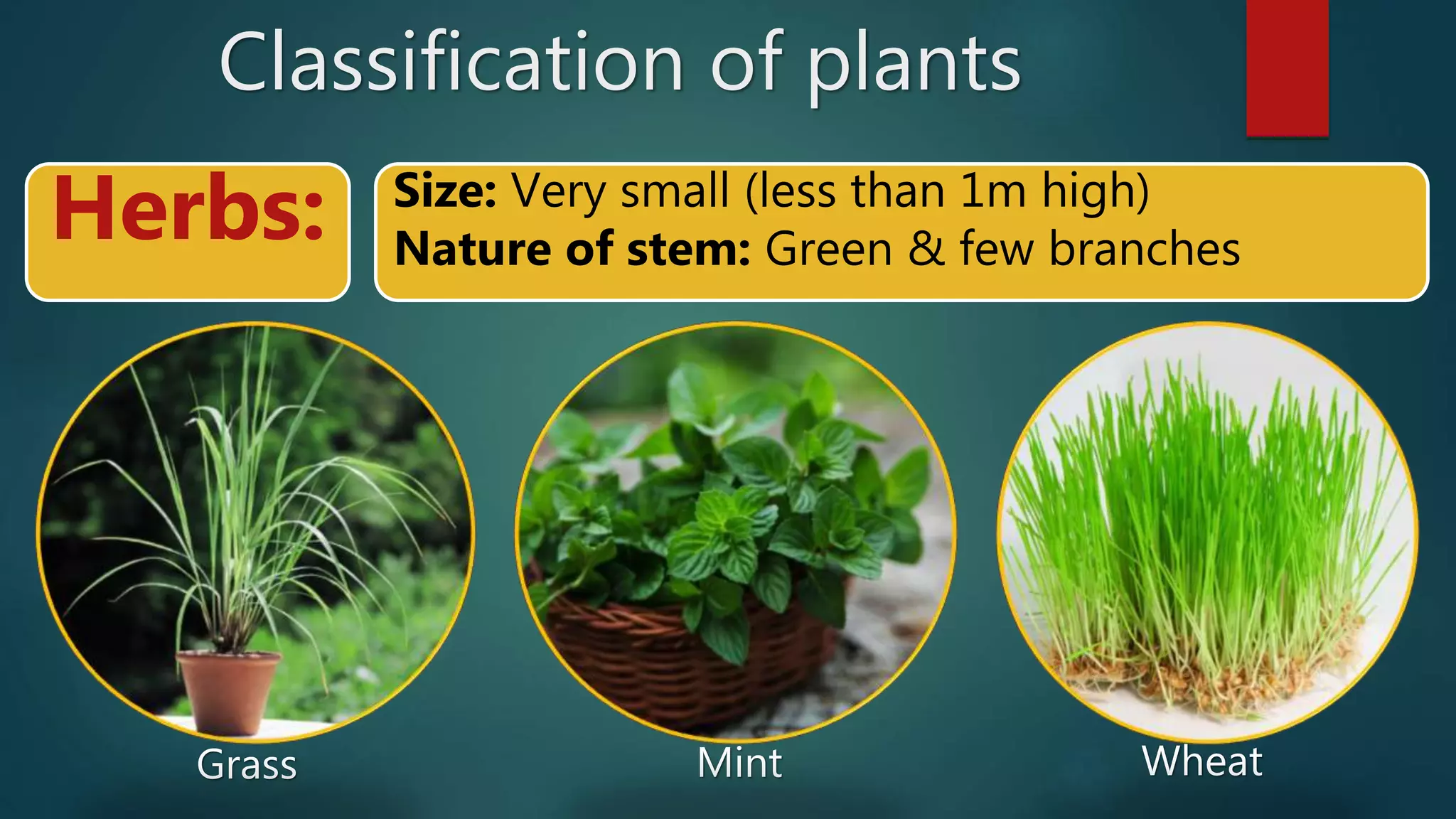 Getting to know plants | PPTX