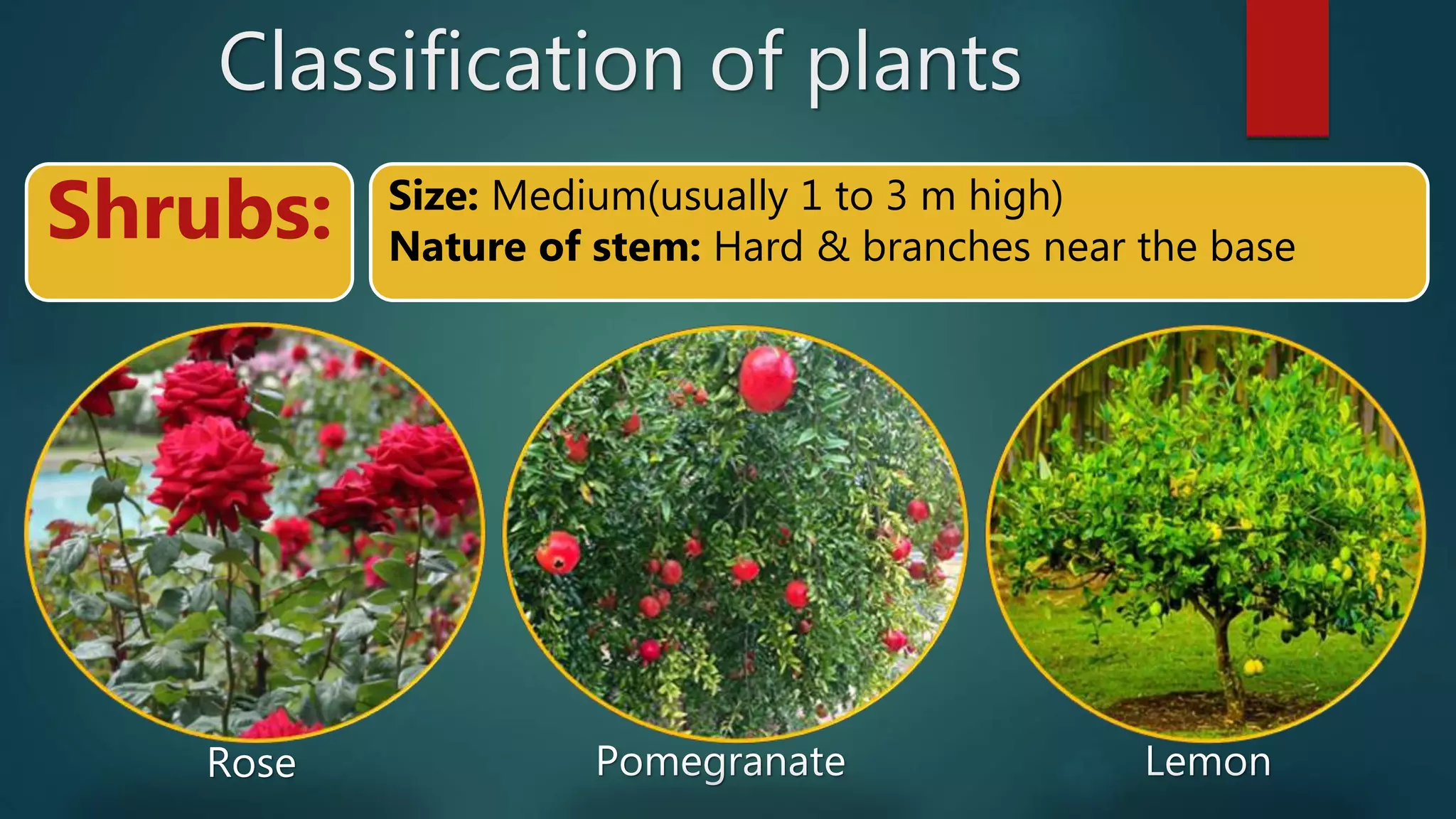 Getting to know plants | PPTX
