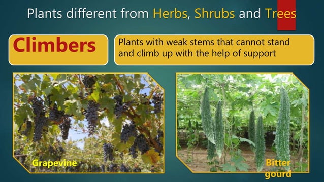 Getting to know plants | PPTX | Gardening | Home & Garden