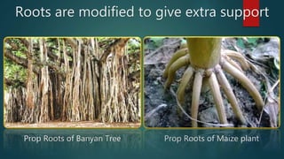 Getting to know plants | PPTX