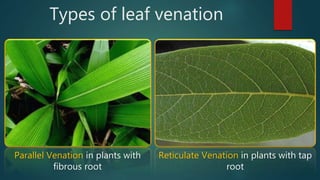 Getting to know plants | PPTX