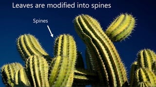 Getting to know plants | PPTX