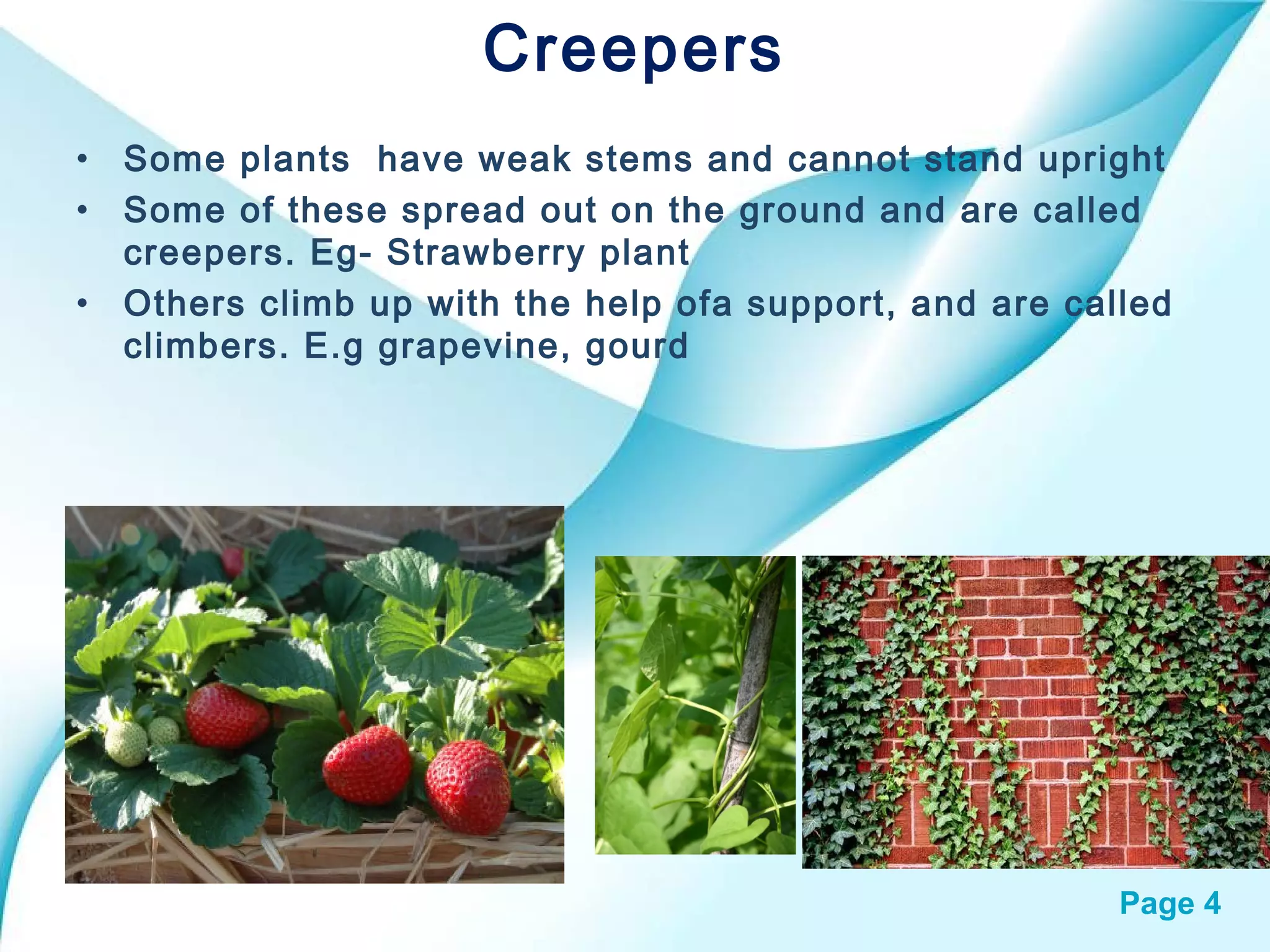 Getting to know plants | PPT