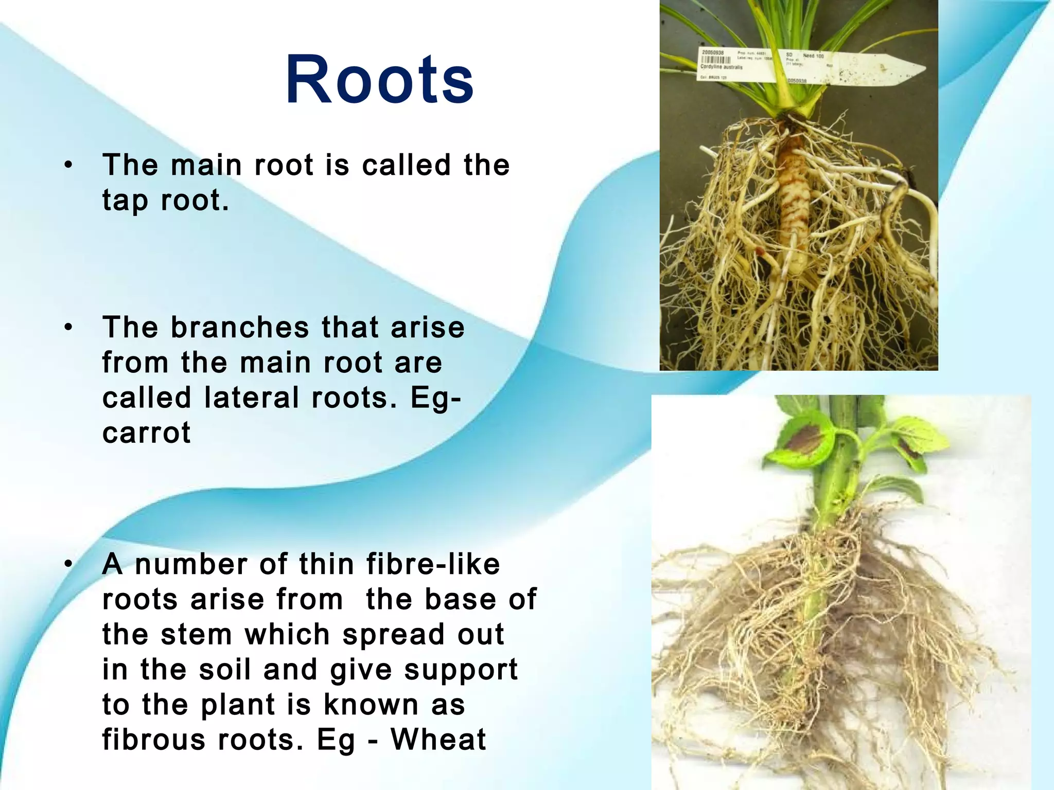 Getting to know plants | PPT