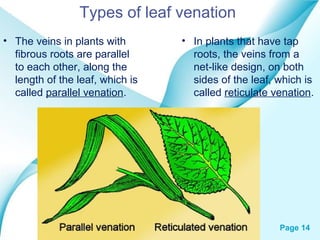 Getting to know plants | PPT