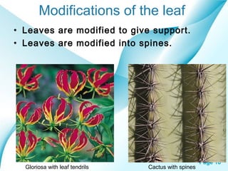 Getting to know plants | PPT