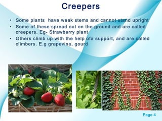 Getting to know plants | PPT