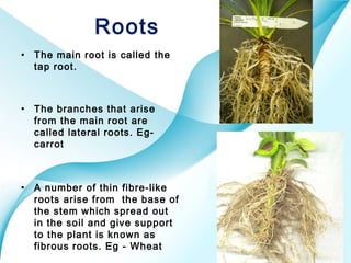 Getting to know plants | PPT