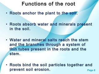 Getting to know plants | PPT