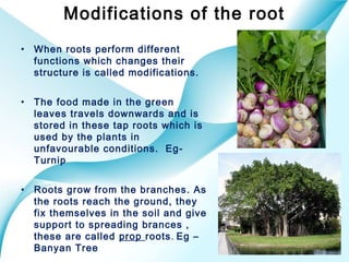 Getting to know plants | PPT