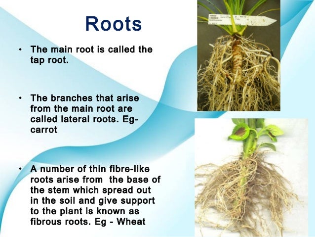 Getting to know plants