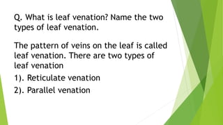 Getting to know Plants 3.pptx