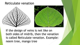 Getting to know Plants 3.pptx