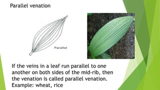 Getting to know Plants 3.pptx