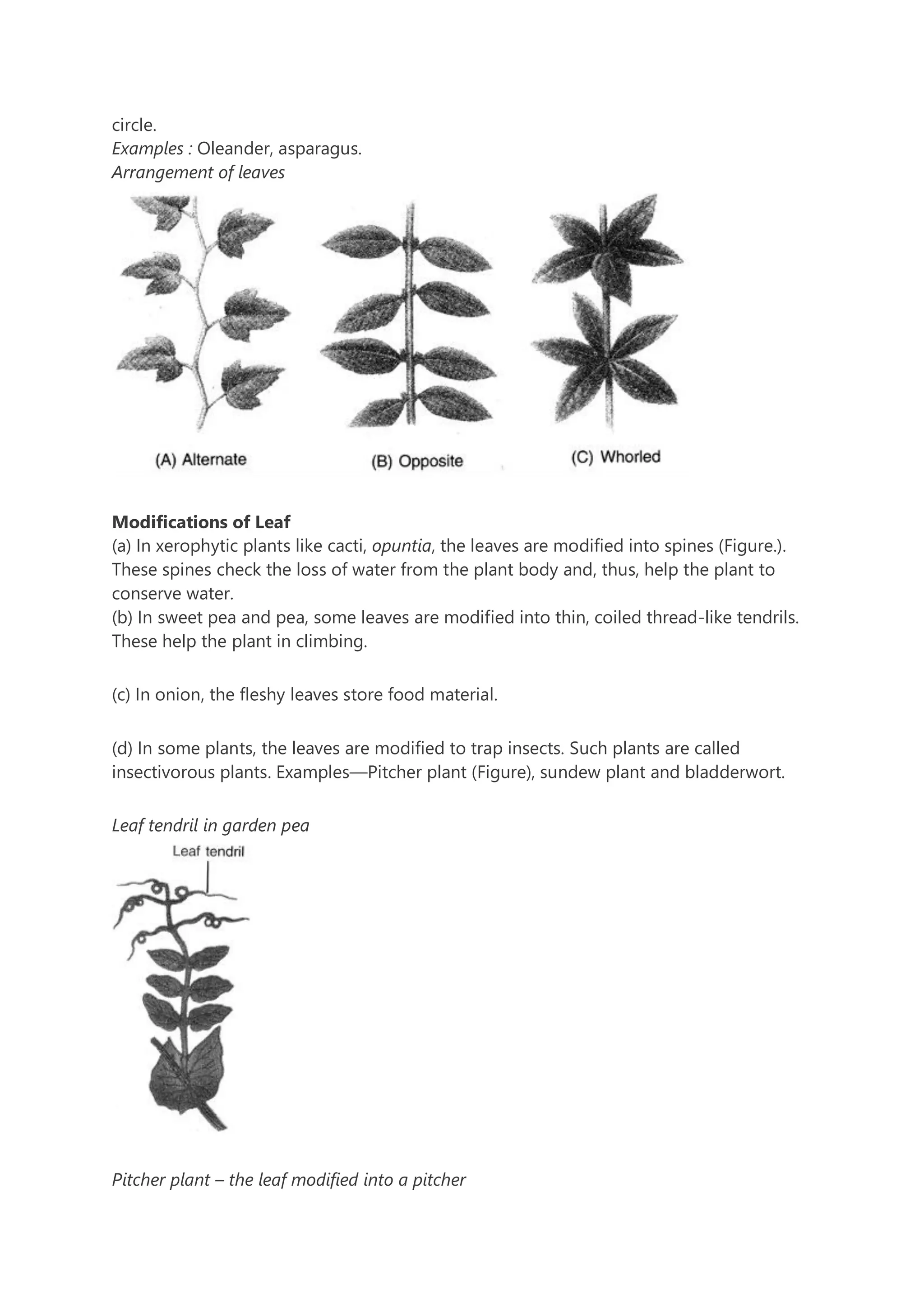 Getting to Know Plants pdf.pdf