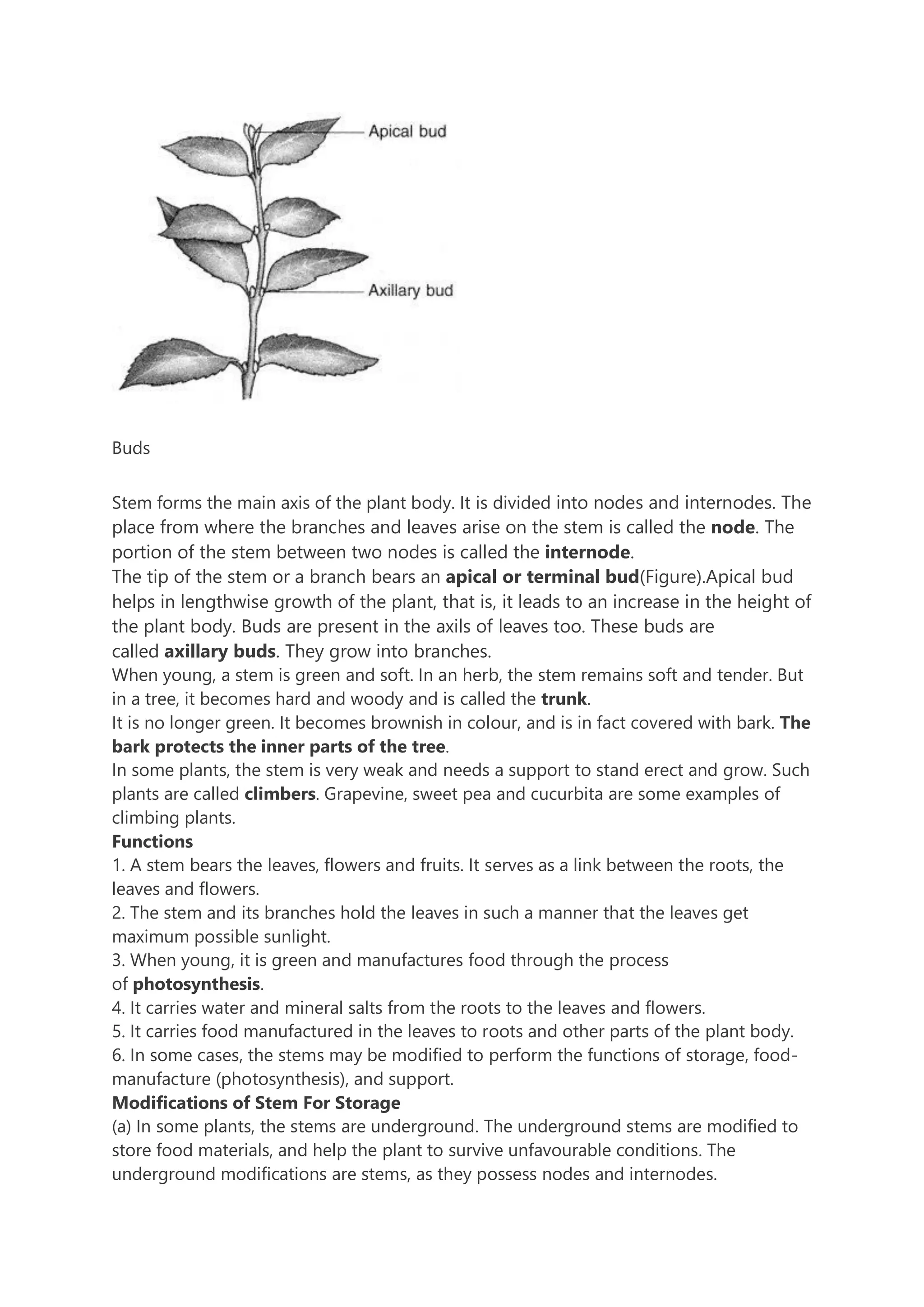 Getting to Know Plants pdf.pdf