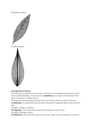 Getting to Know Plants pdf.pdf