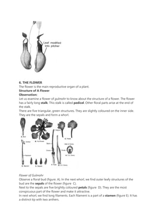 Getting to Know Plants pdf.pdf