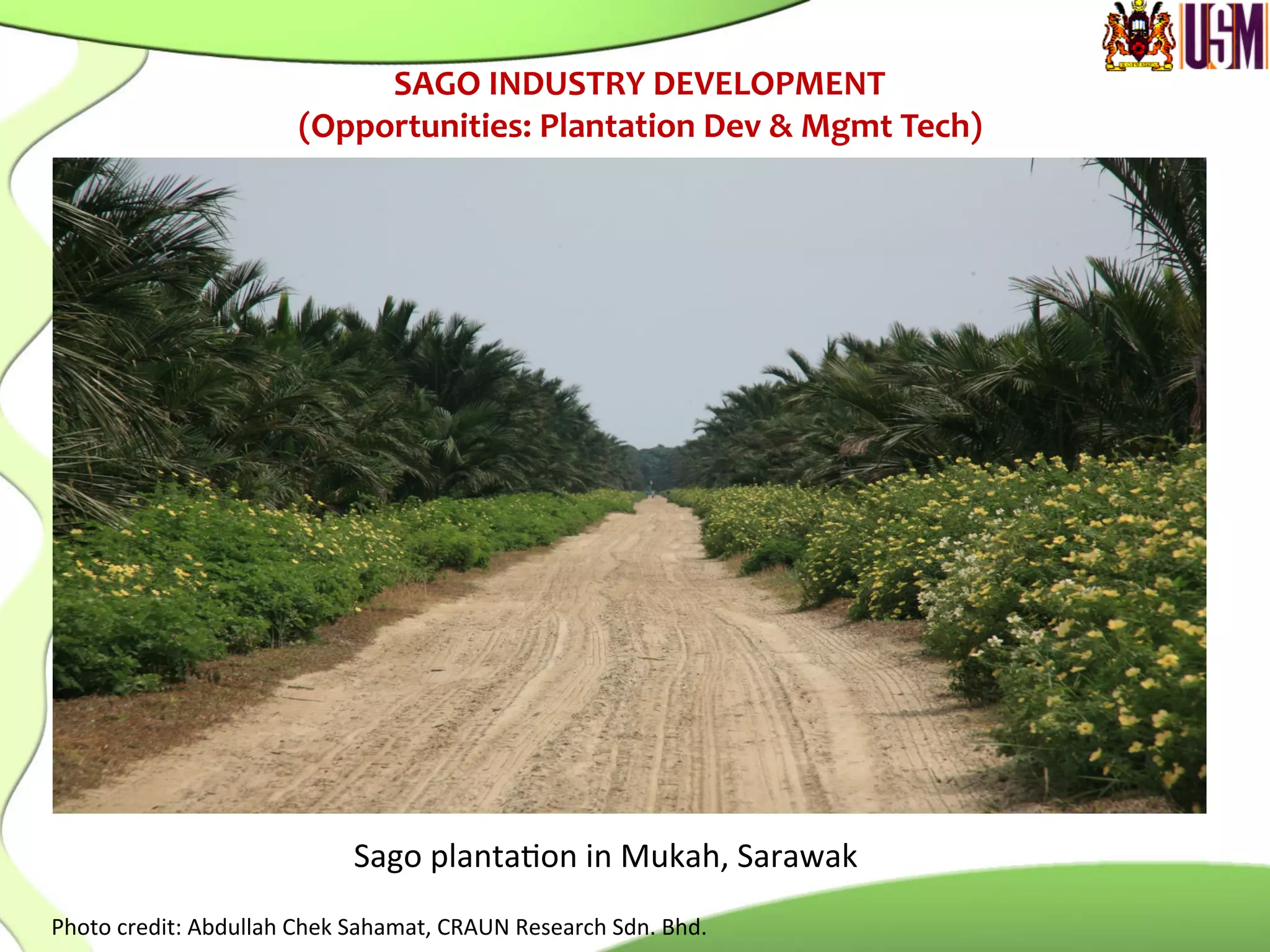 Getting to know sago (palm and starch) | PDF