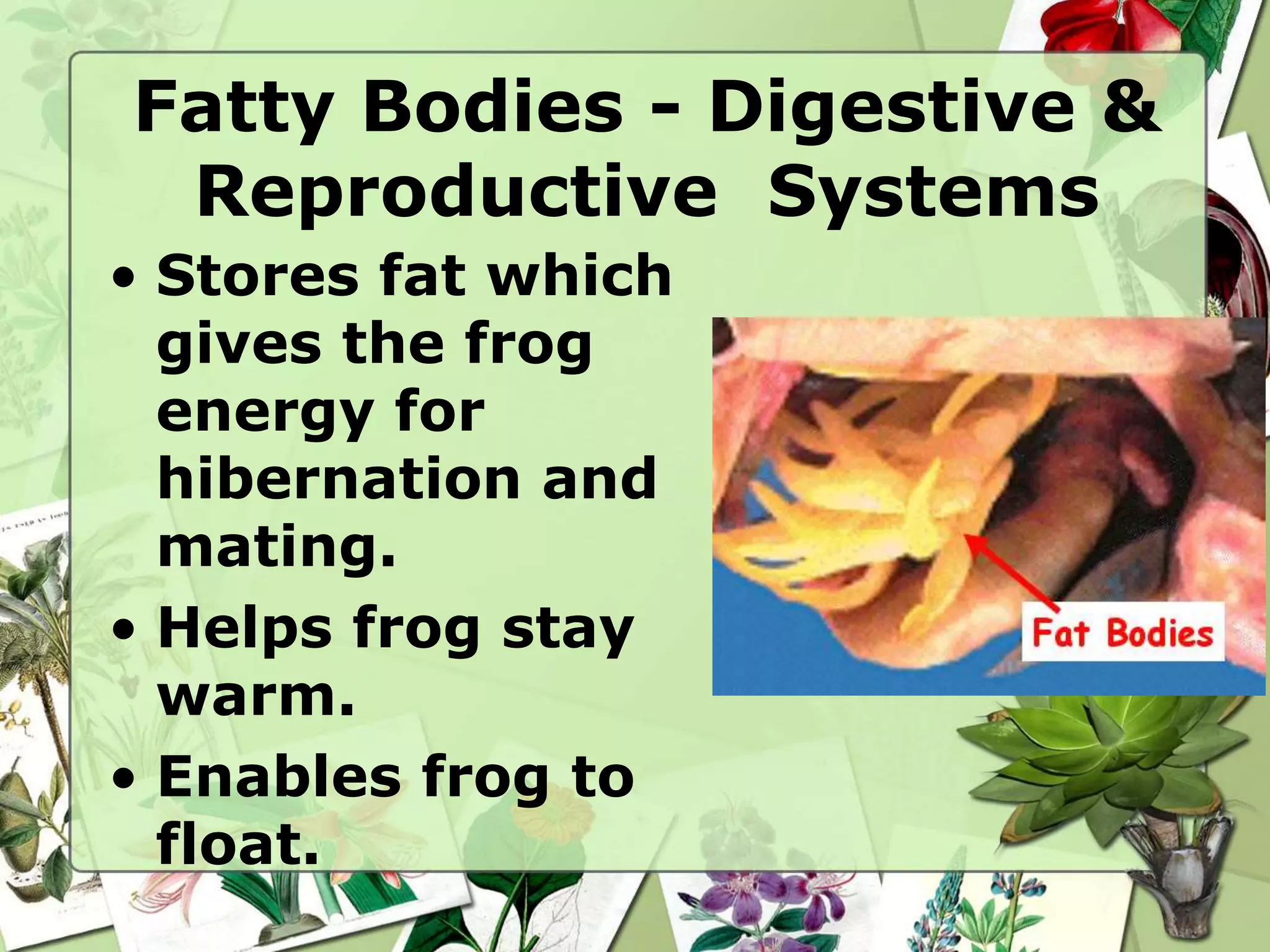 Getting to know your frog anatomy | PPTX