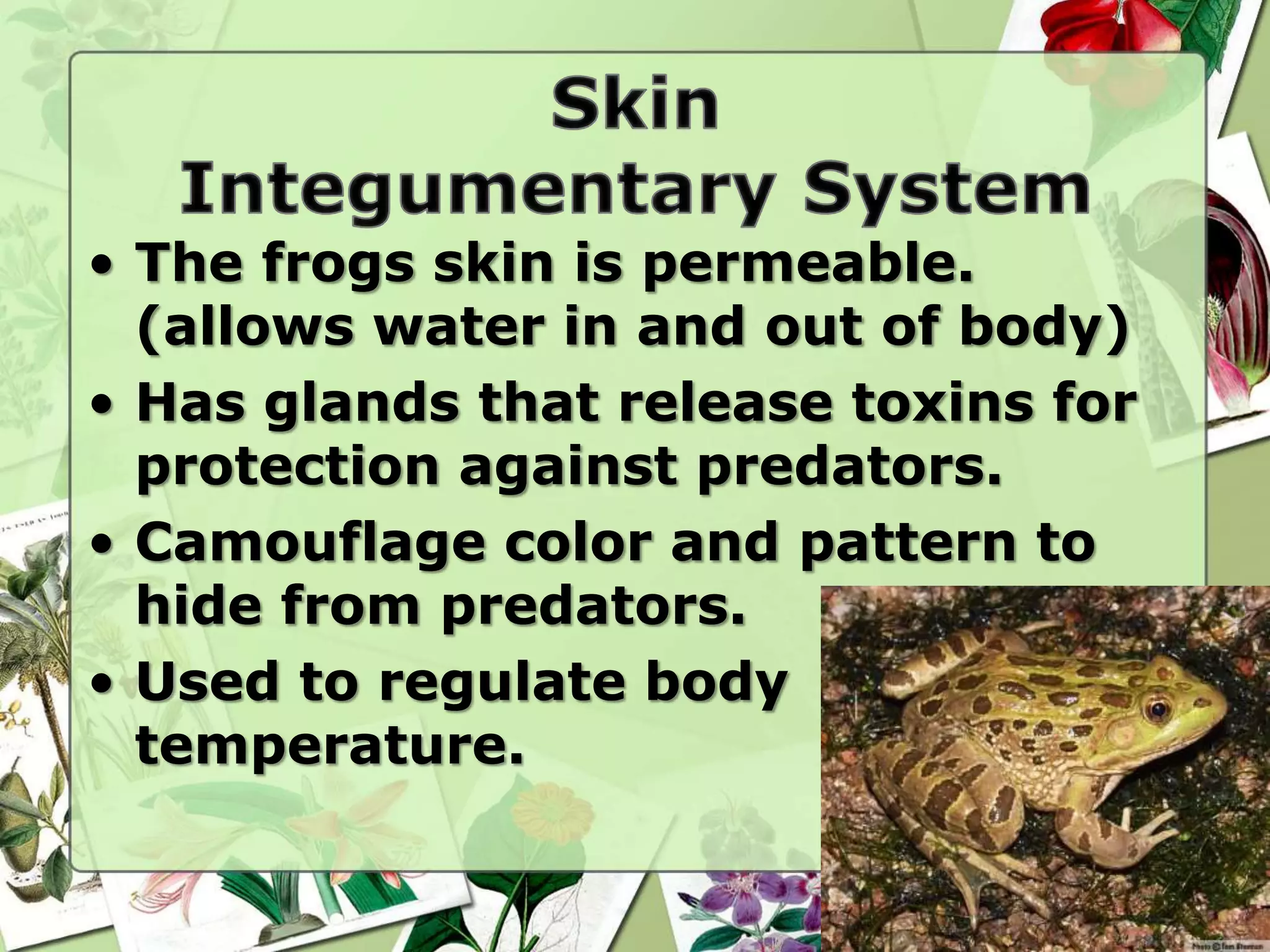 Getting to know your frog anatomy | PPTX