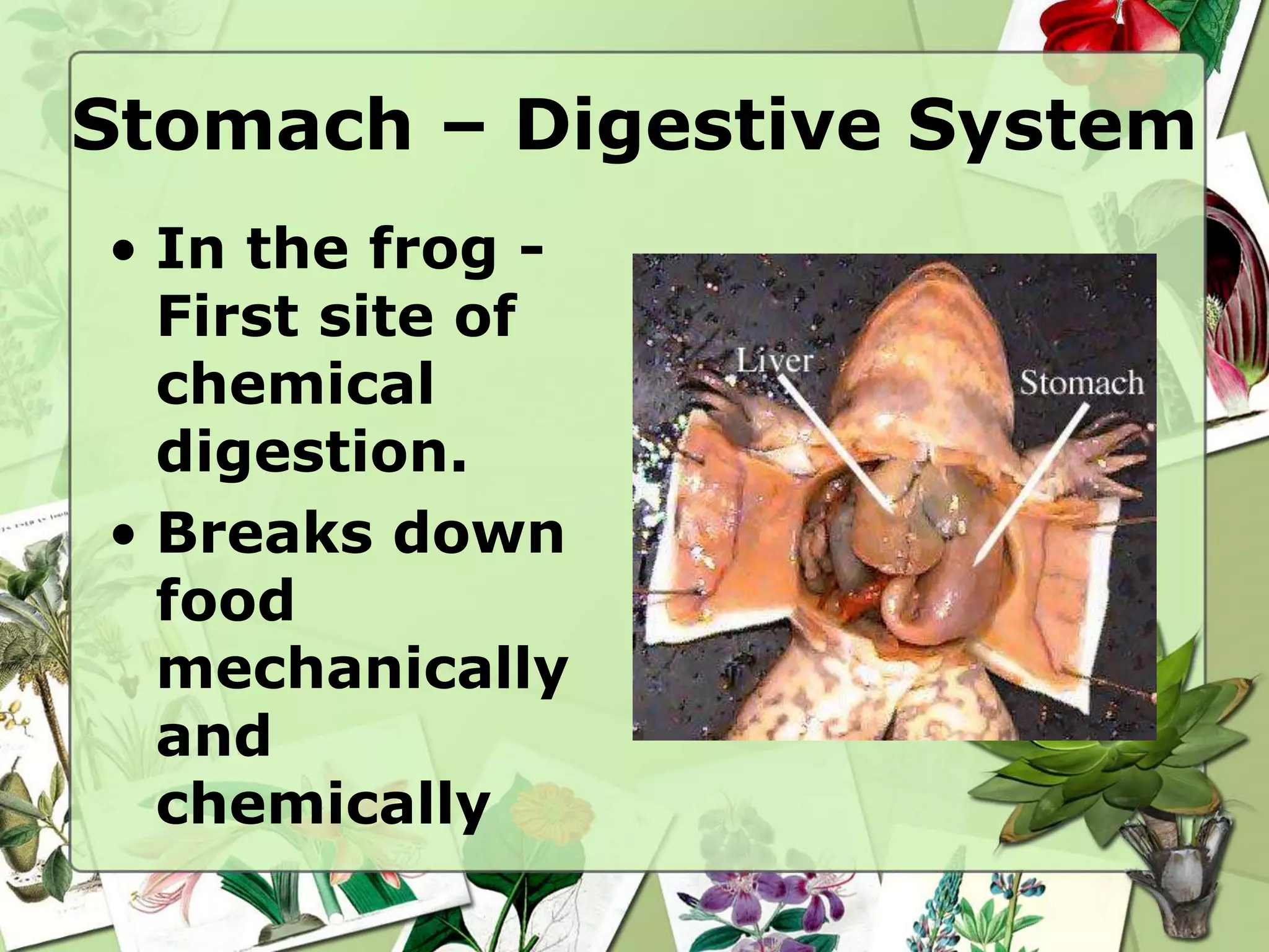 Getting to know your frog anatomy | PPTX