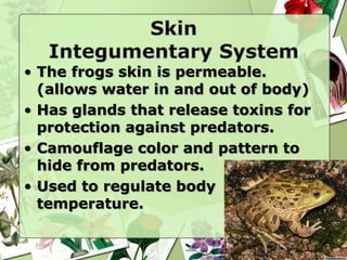 Getting to know your frog anatomy | PPTX