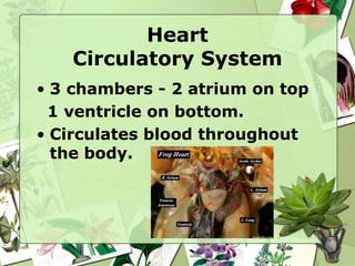 Getting to know your frog anatomy | PPTX