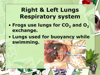 Getting to know your frog anatomy | PPTX