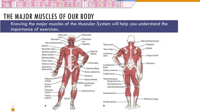 Muscle Fatigue and Oxygen debt an Overview in Physical Education.pptx ...