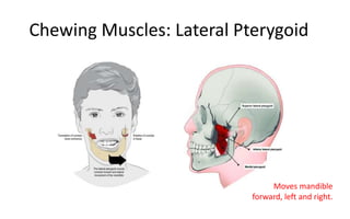 Geting to know your mouth better: Mouth, jaw and cheek exercises o ...