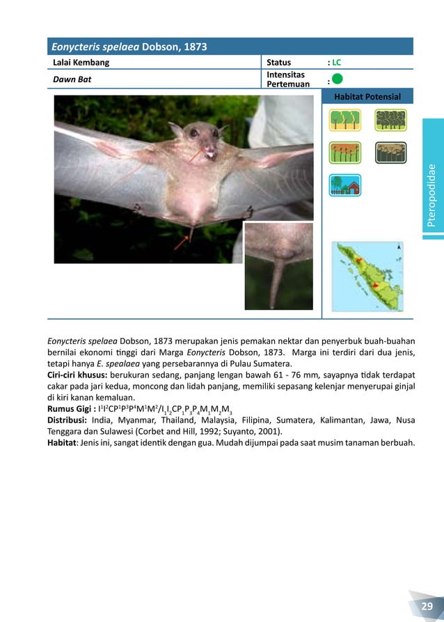 Jenis-Jenis_Kelelawar-Jenis-Jenis_Kelelawar.pdf