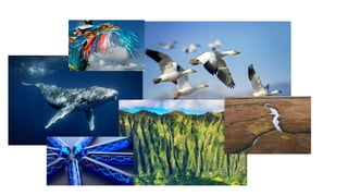 Biodiversity 101: Dependencies, impacts and opportunities | PPT