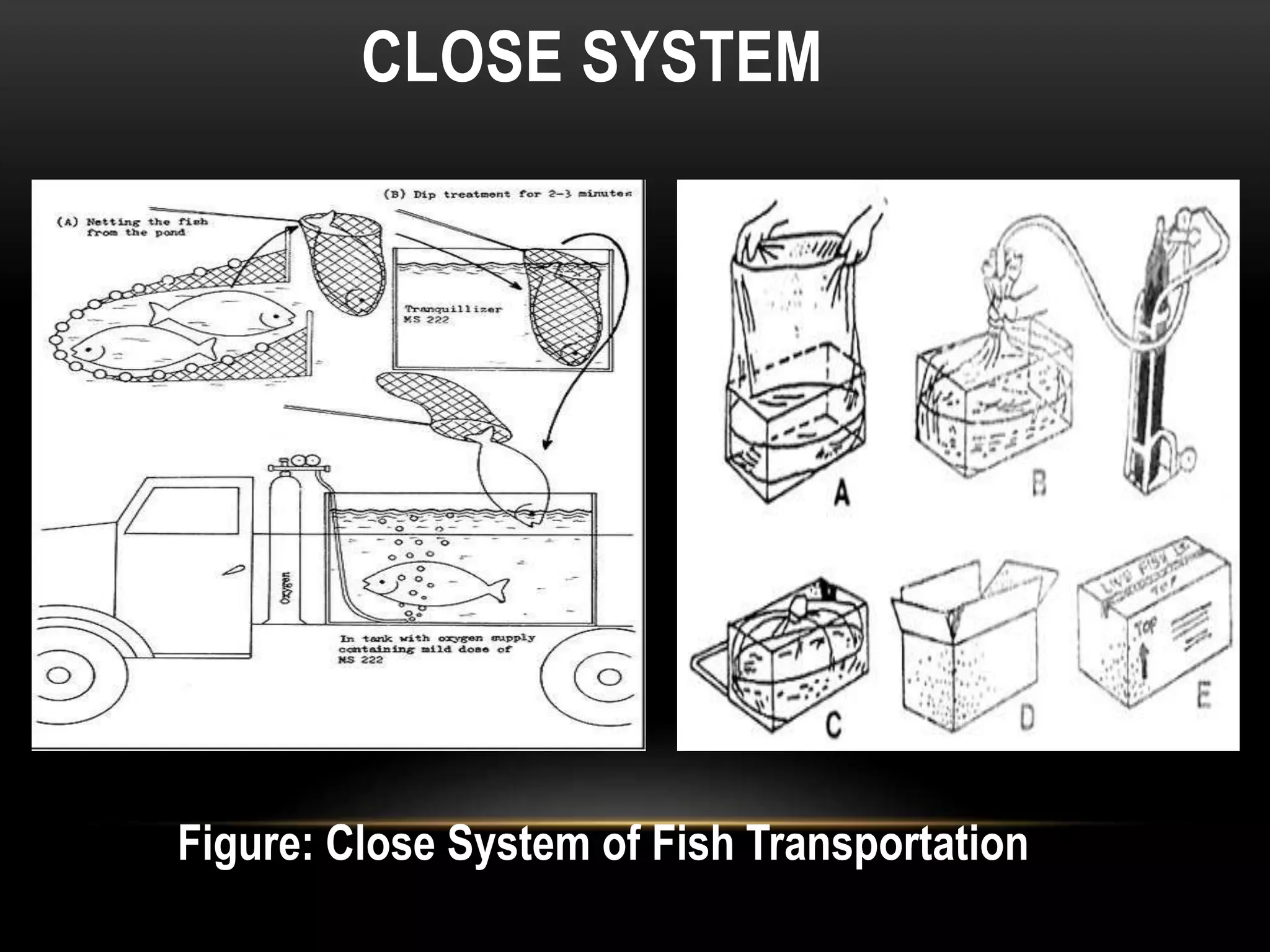 Fish Transportation | PPTX